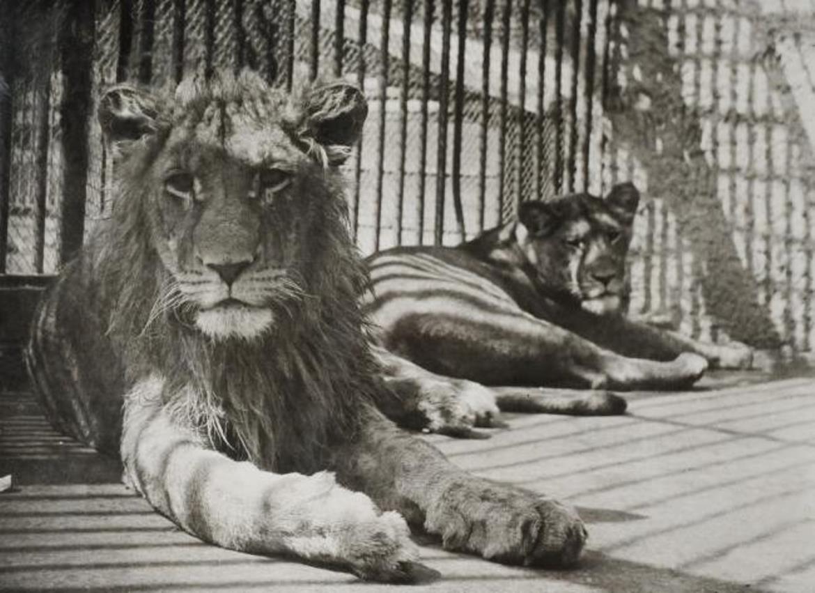ZOO - preťažená Noemova archa v Tihányiovskom kaštieli