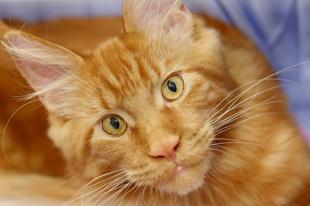 Na 17. a 18. Medzinárodnej výstave mačiek uvidíte aj najväčšiu mačku na ...